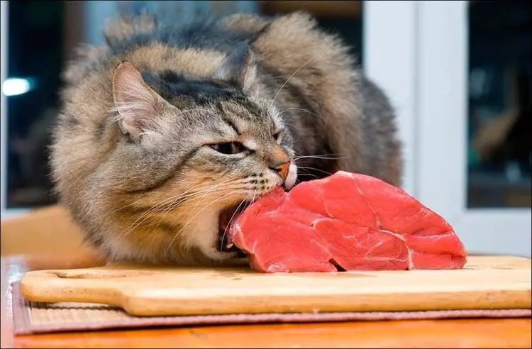 Katze frisst Fleisch