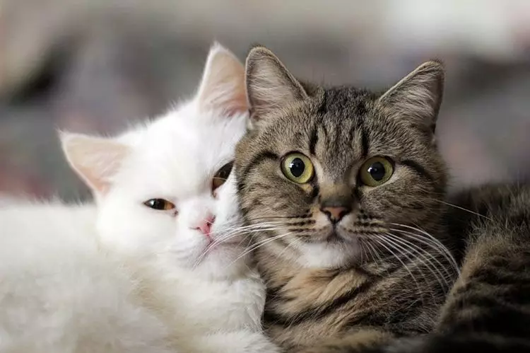 Gatto bianco e gatto soriano