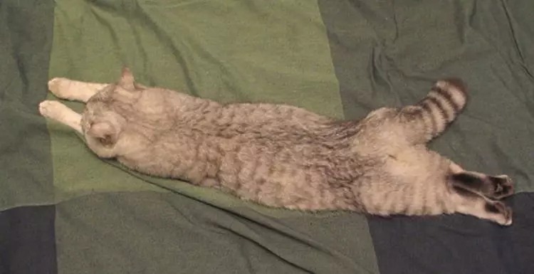 Кот гатовы да масажу