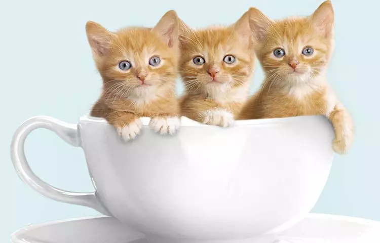 Kittens