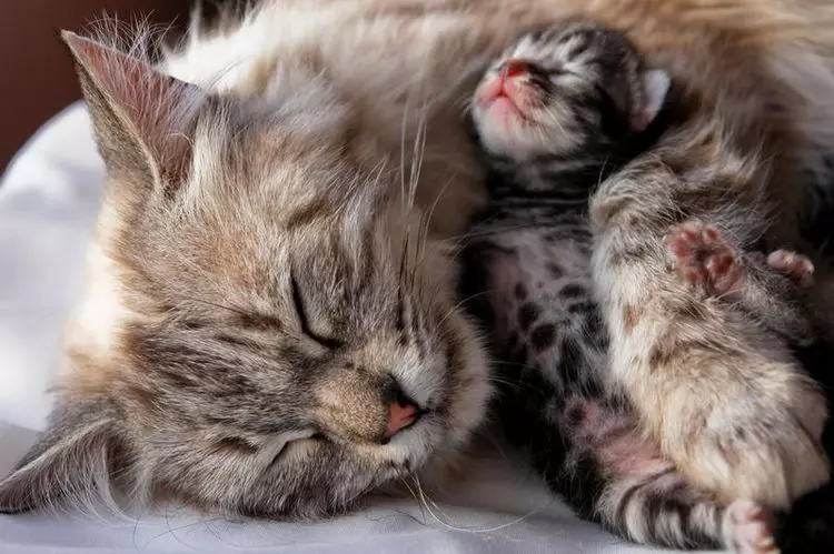 Kaķis ar jaundzimušo kaķēnu