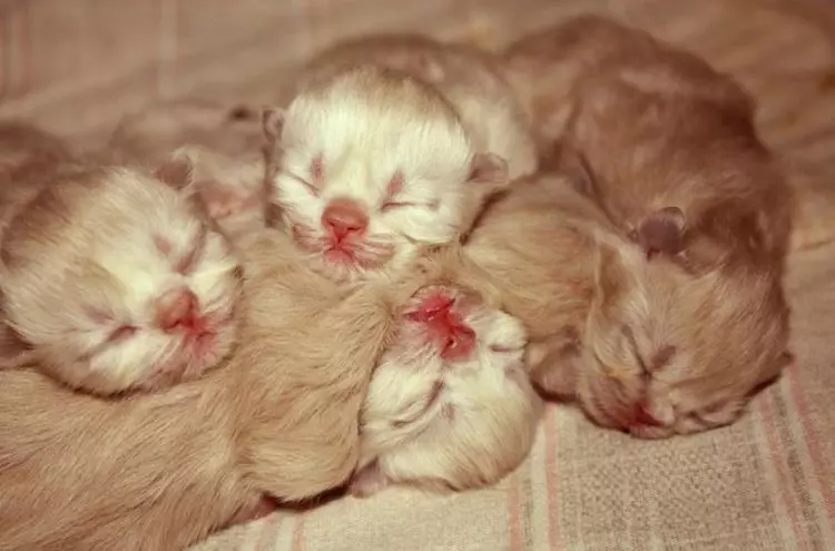 Kittens vao teraka