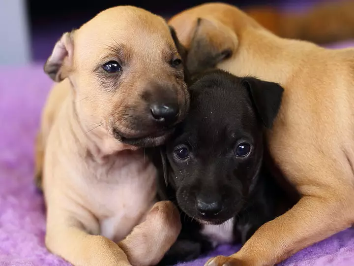 イタリアン・グレイハウンド（小さなイタリアン・グレイハウンド）犬：価格、写真、キャラクター 5094_12