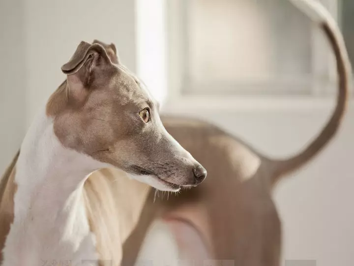 Anjing Greyhound Itali (Greyhound Itali Kecil): harga, foto, watak 5094_8