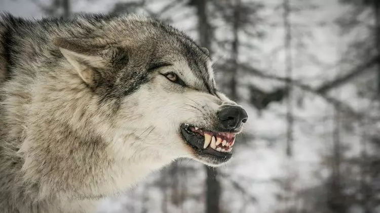 Чоно инээмсэглэв