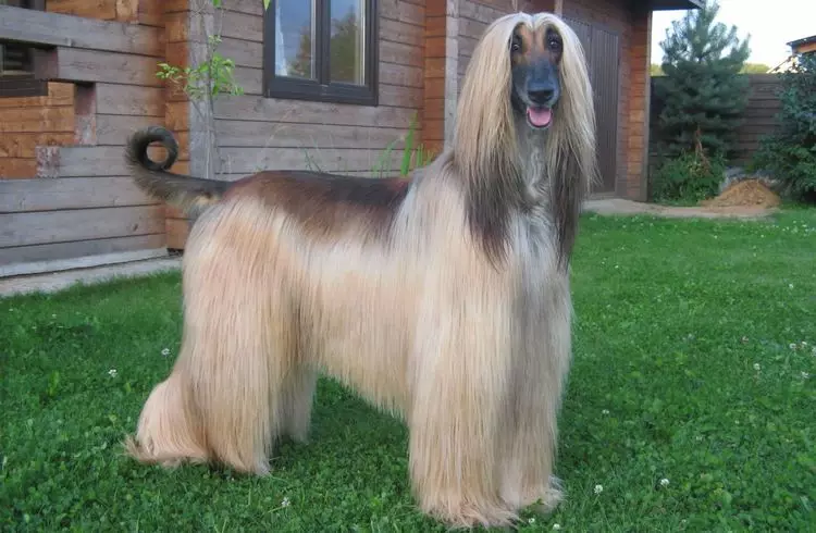 Hond met lang haar