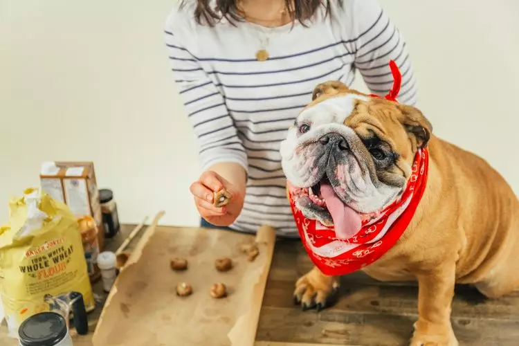 Como dar uma pílula a um cachorro