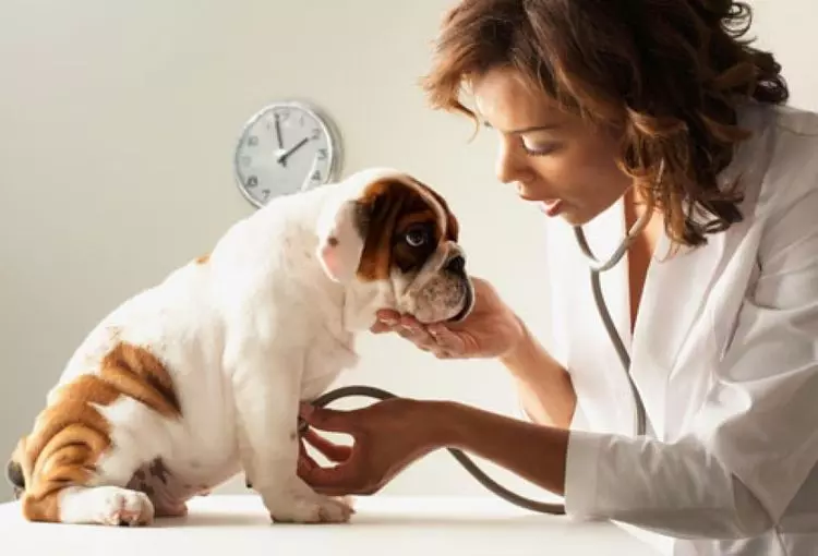 Cachorro no veterinário