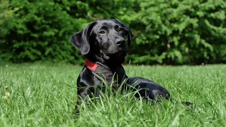 Labrador nyeusi kwenye nyasi