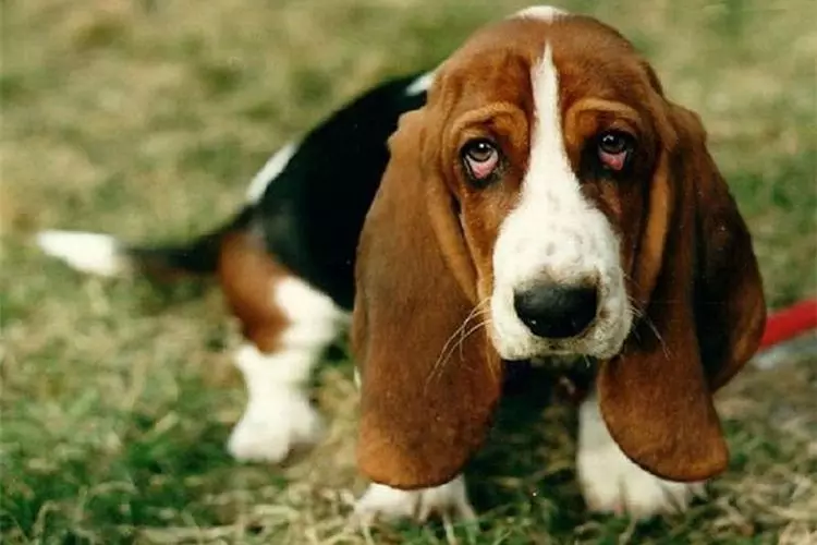 Basset hund