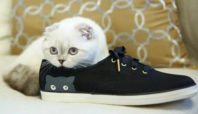 Gatto e scarpe