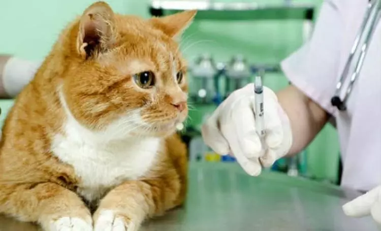Vaccinazione del gatto