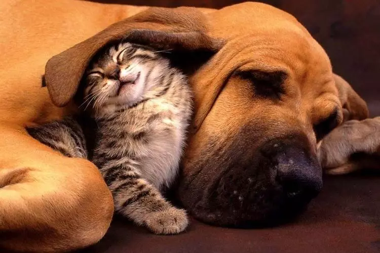 Gatinho e basset