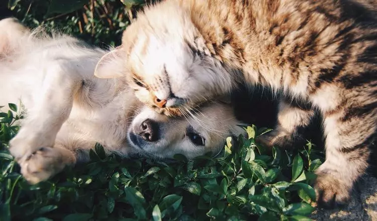 O cachorro e o gato são amigos