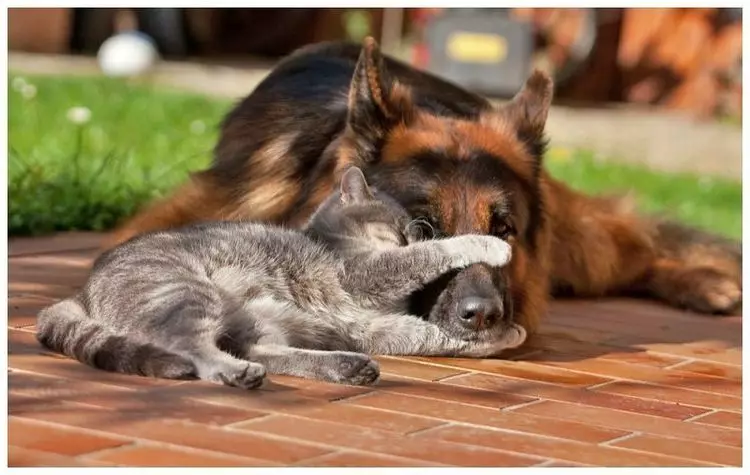 Gatinho e pastor