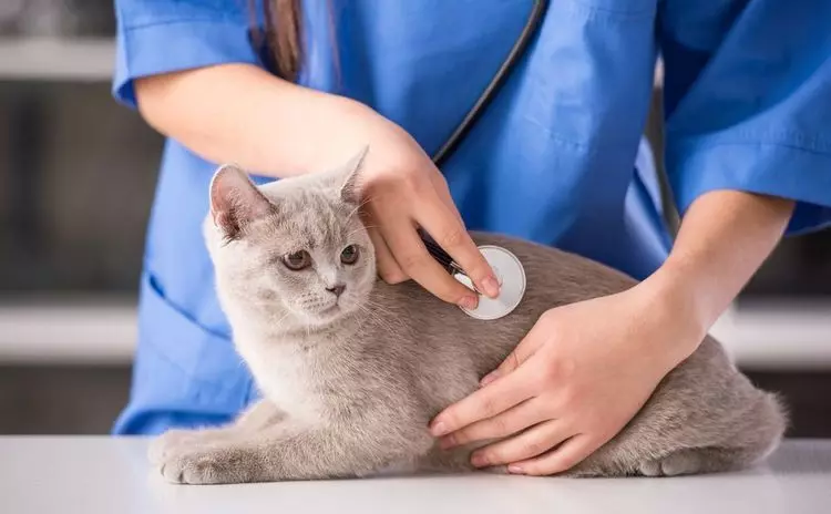 Pisică la veterinar