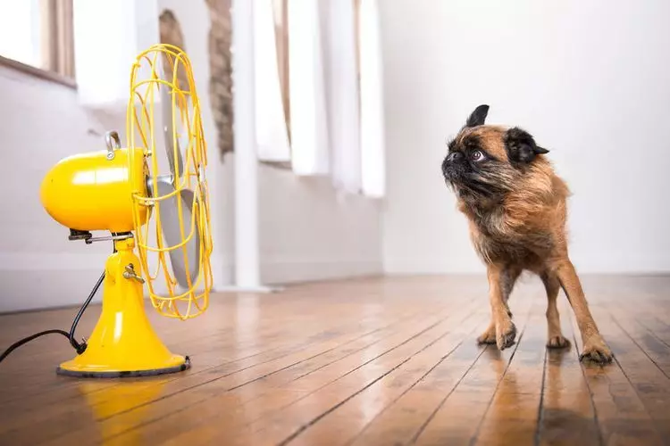 Comment refroidir un chien par temps chaud