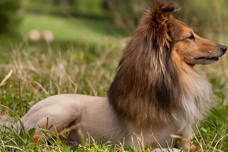 Shelley hund grooming