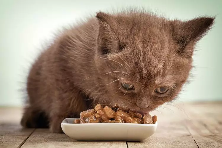 Kitten die natvoer eten