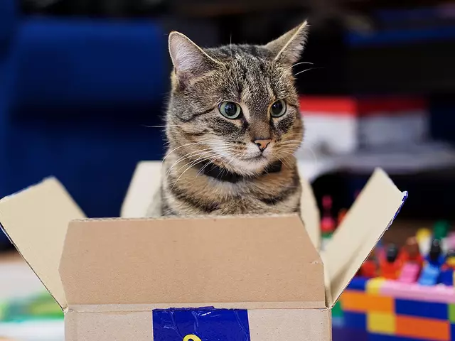 Мачка и кутије