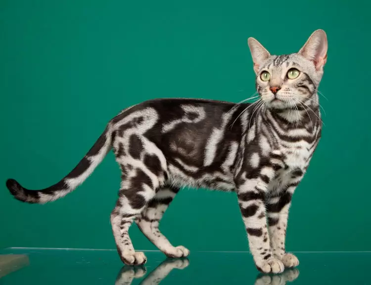 Mermerê pisîka Bengalê (mermerkirî)