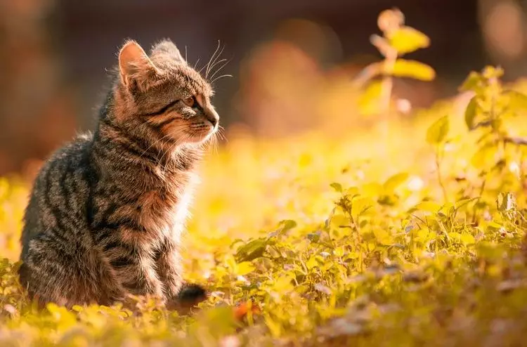 草の中の子猫