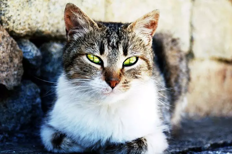 Katten sitter på gaten