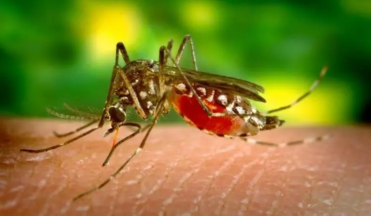 Malaria Moustique