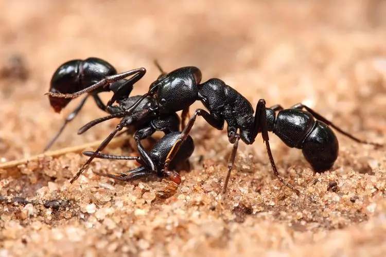 Gëfteg Ant