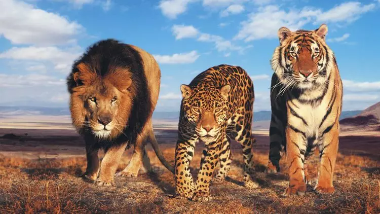 Lejon, tiger och leopard