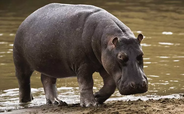 Hippopotamus