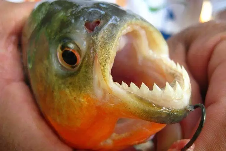 Farlig piranha