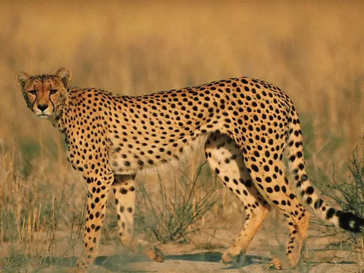 Gepard