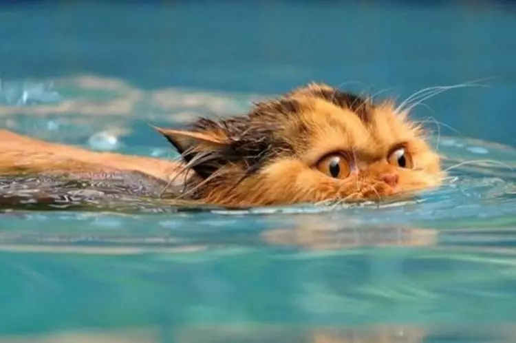 Kin katten swimme?