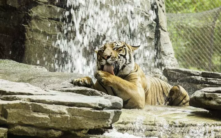 Tiger bader i et vandfald