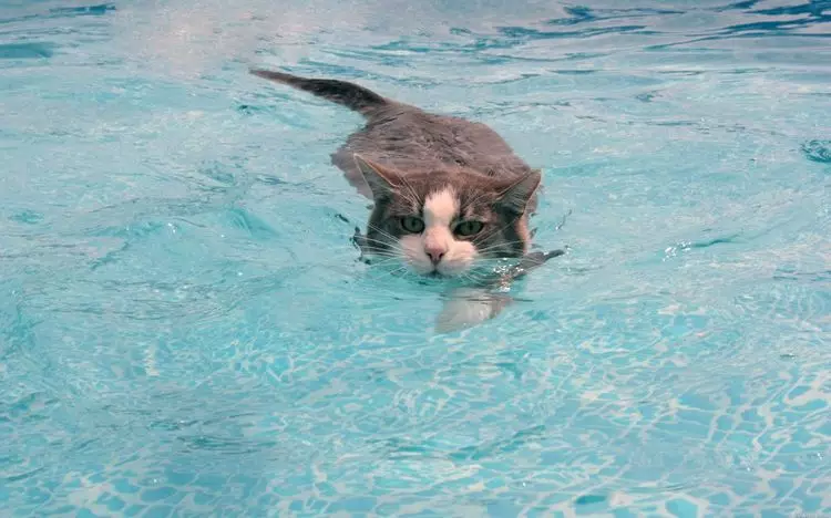 Pisica înoată în piscină