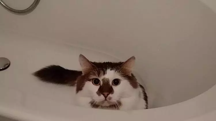 Kat på badeværelset