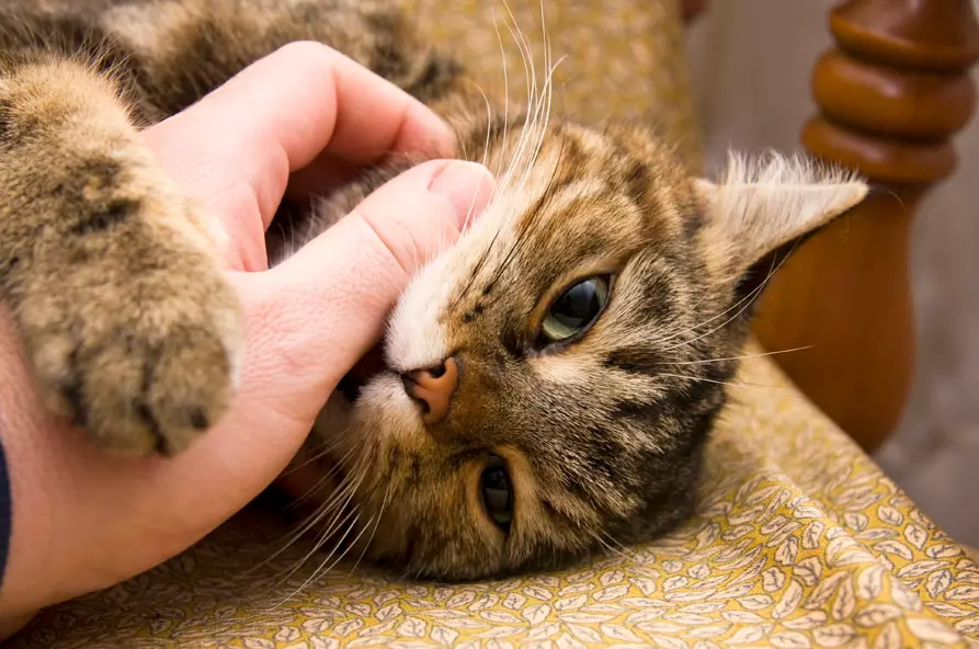 Belèt pou yon chat