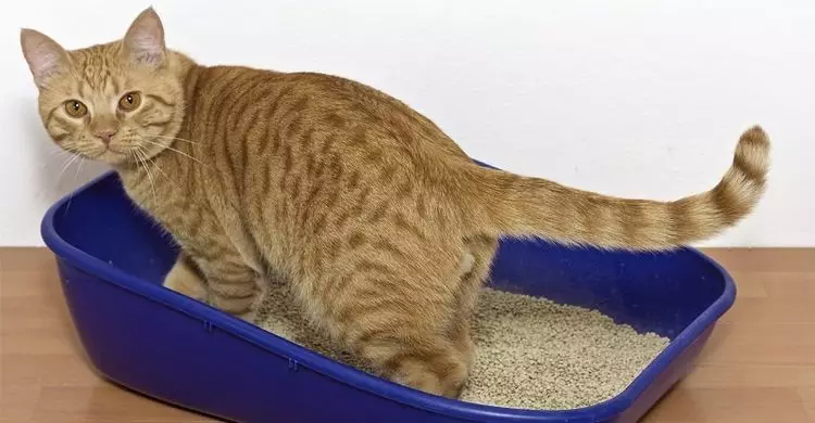 Мачка од ђумбира у послужавнику за смеће