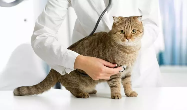 Kucing di dokter hewan