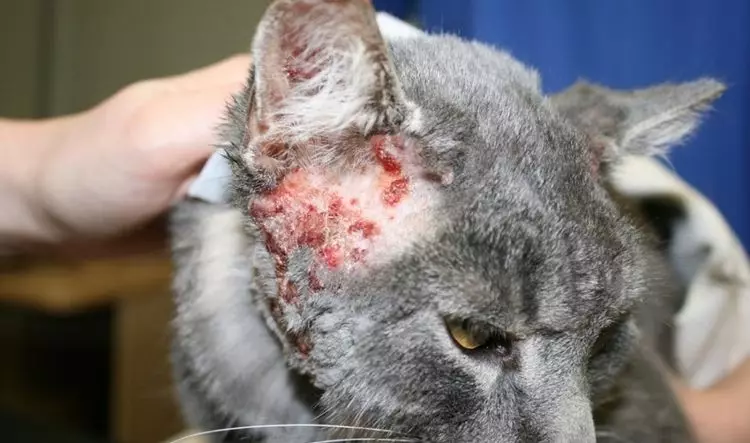Dermatitis atópica en gatos