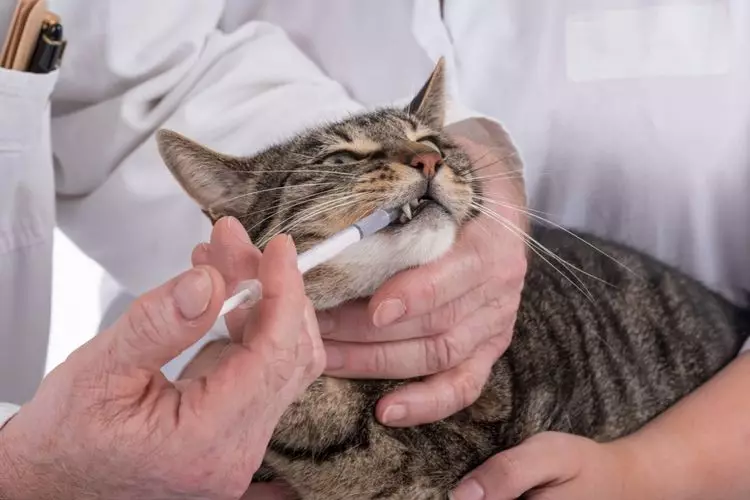 Како да и дадете лек на мачката од шприц