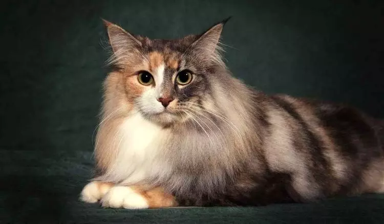 Tricolor pörröinen kissa