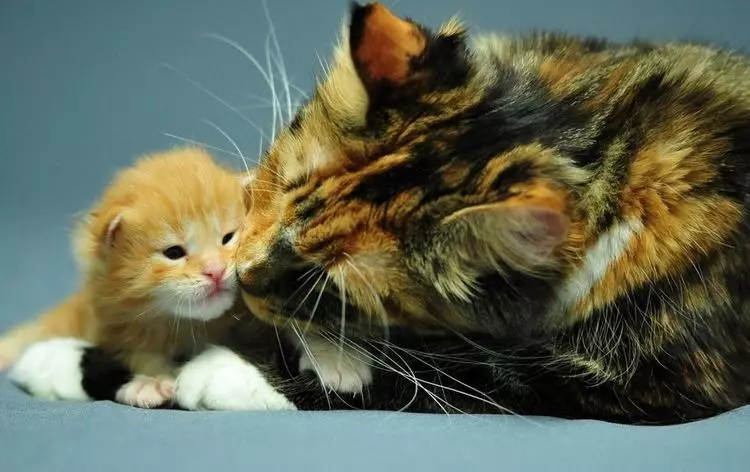 Katė su kačiuku