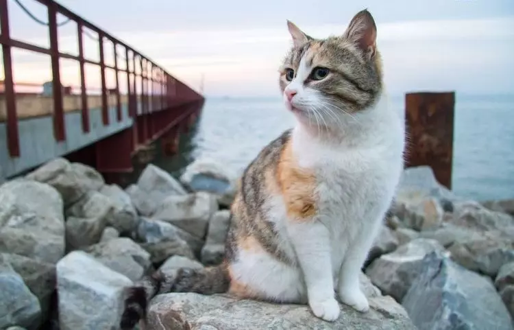 Deniz kenarında üç renkli kedi