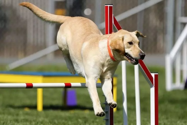 Hund auf dem Spielplatz