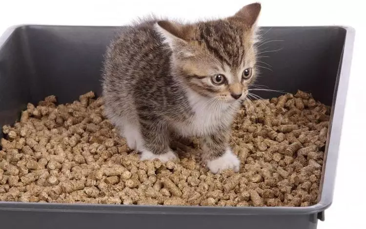 Kitten in een bak met houtafval