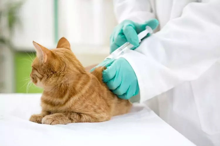 Le chat est vacciné