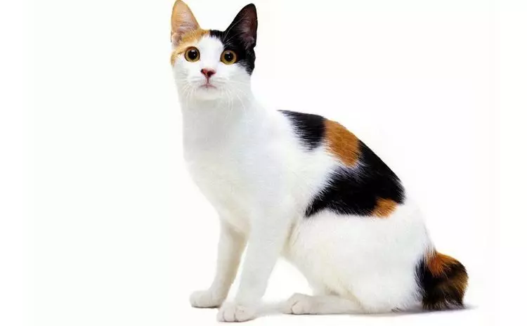 Tricolor Bobtail