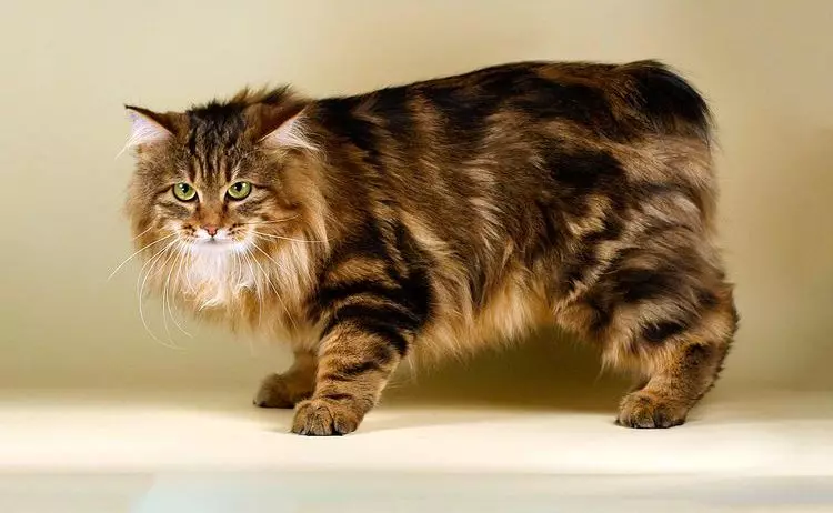 Tricolor Bobtail